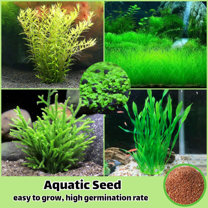 Mixed Aquatic Plants Bonsai Seeds Flower Seeds for Planting (200 Seeds ...
