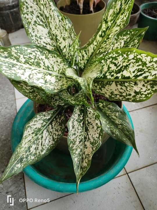 Murang Halaman Aglaonema Snow White 2 to 3 leaves live plant # ...