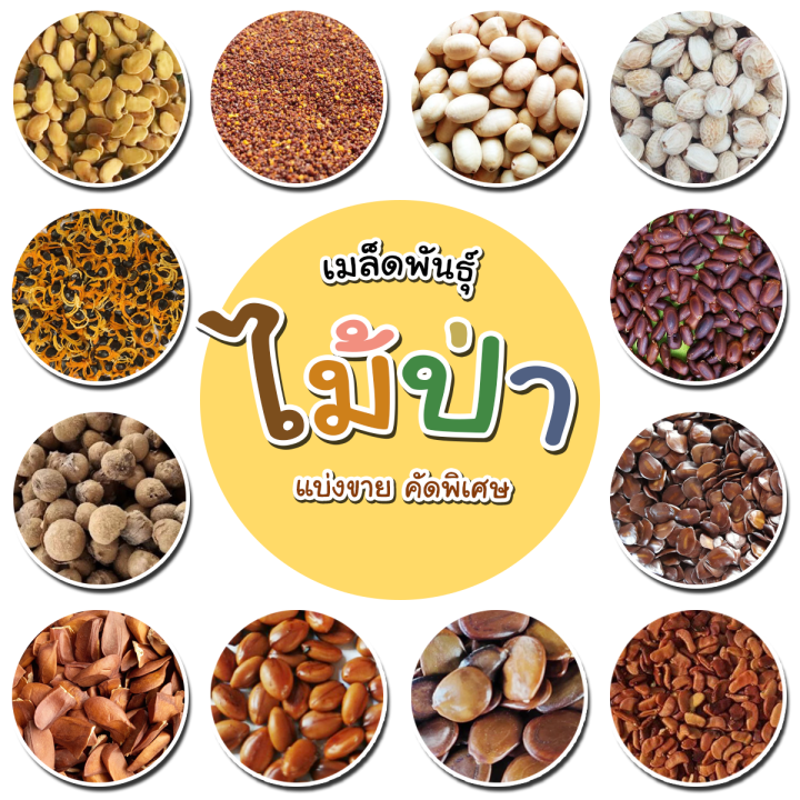 ⚡️ติดตามลด50%⚡️ เมล็ดพันธุ์ไม้ป่า ไม้เศรษฐกิจ แบ่งขาย สำหรับทดลองปลูก ...