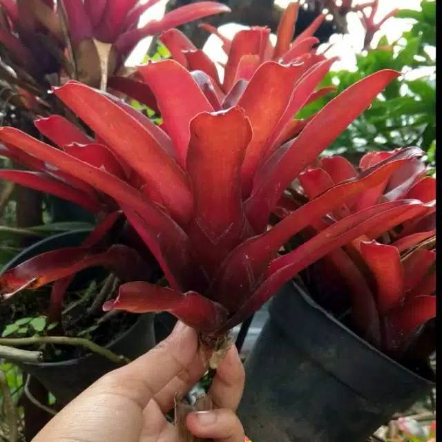 Tanaman hias bromelia merah / bromeliad reed fireball | Lazada Indonesia