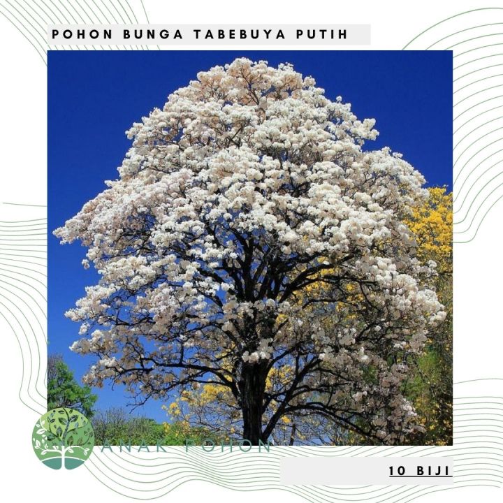 (10 Biji) Benih Bibit Biji - Pohon Bunga Tabebuya Putih Tabebuia roseo ...