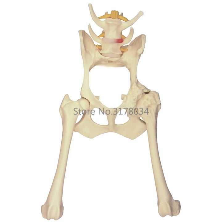 Hip Joint Model Animal Body Anatomy Replica of Dog Pelvis for ...