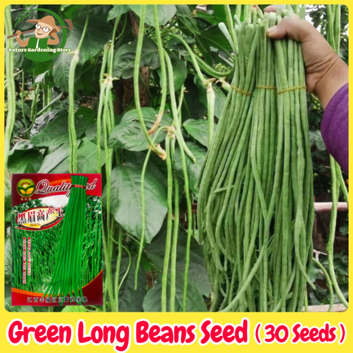 Fresh Organic Green Long Beans Seeds for Planting (30 Seeds) Biji Benih ...