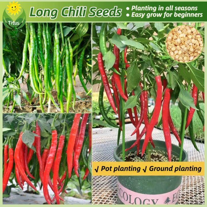 [Easy to grow in Malaysia] Long Chili Seeds Vegetable Seeds for ...