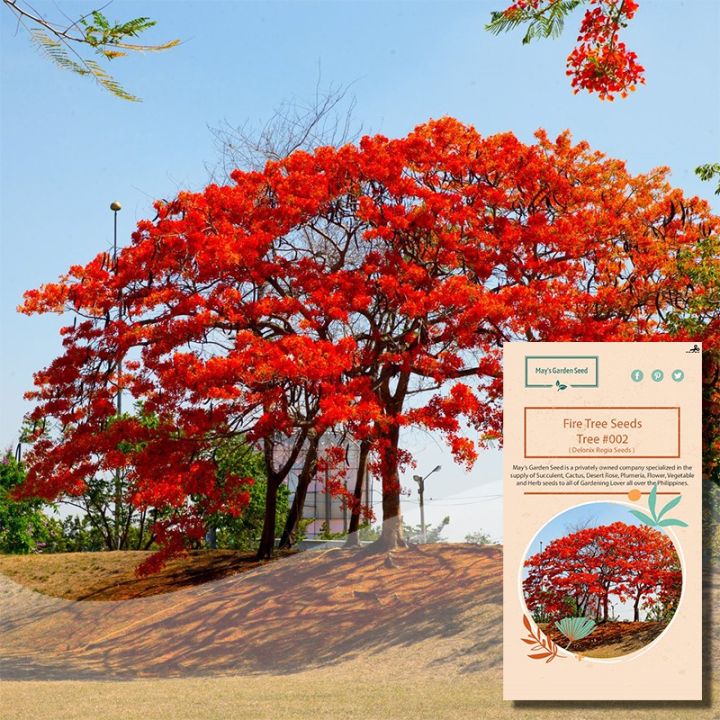Linbeibei/ Fire Tree Seeds, Flame Tree Seeds, Delonix Regia Seeds, Tree ...