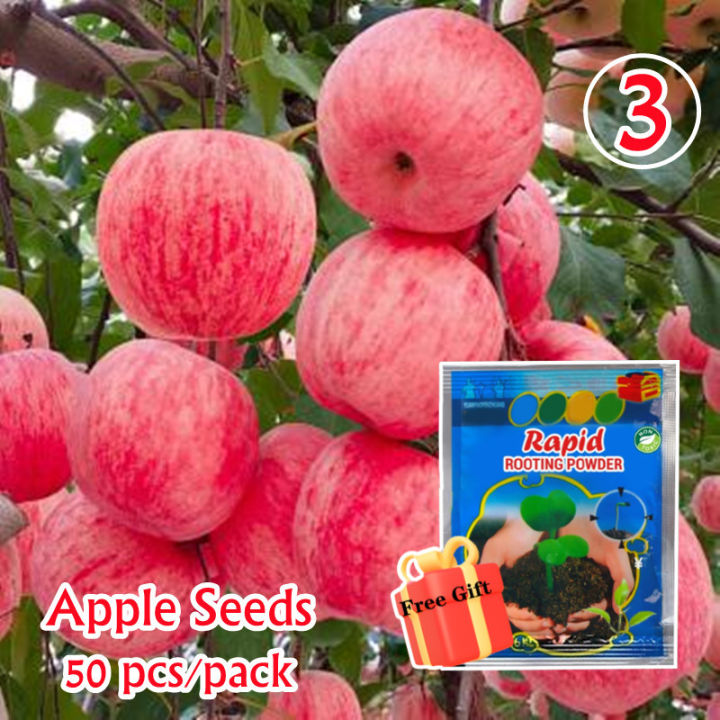 10pcs Very Good Dwarf Apple Seeds Bonsai Apple Tree Plant Fruit Trees Seeds Sweet Food for ...