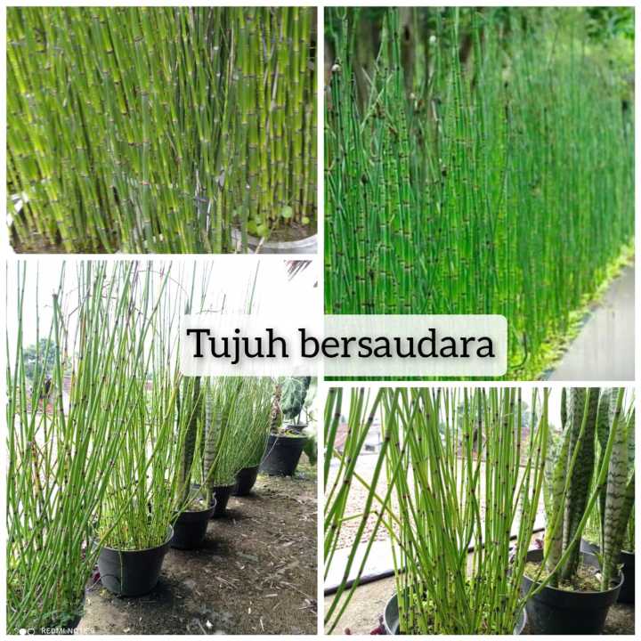 Tanaman hias - bambu air - lidi air - paku ekor kuda | Lazada Indonesia