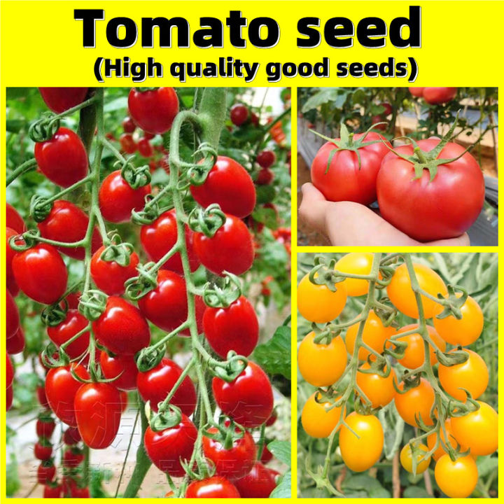 Tomato Seed - 4 Kinds of Sweet Tomato Seeds for Sale High Yielding ...