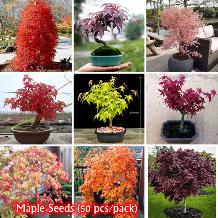 Malaysia Ready 50 PCS Mix Maple Tree Seed American Red Maple Seeds Live ...