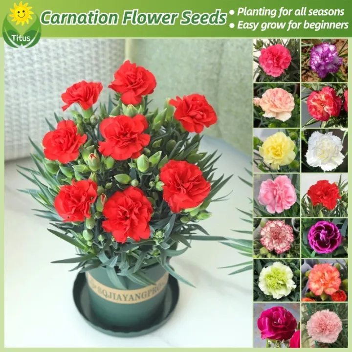 100% Legit Carnation Flower Seeds for Planting & Gardening (150pcs ...