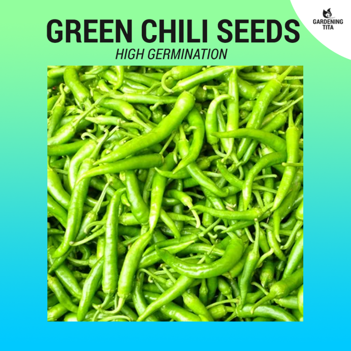 Green Chili / Siling haba / Siling pang sigang seeds (High Germination ...