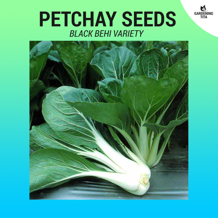 Petchay Seeds (High Germination) 800+ seeds | Lazada PH