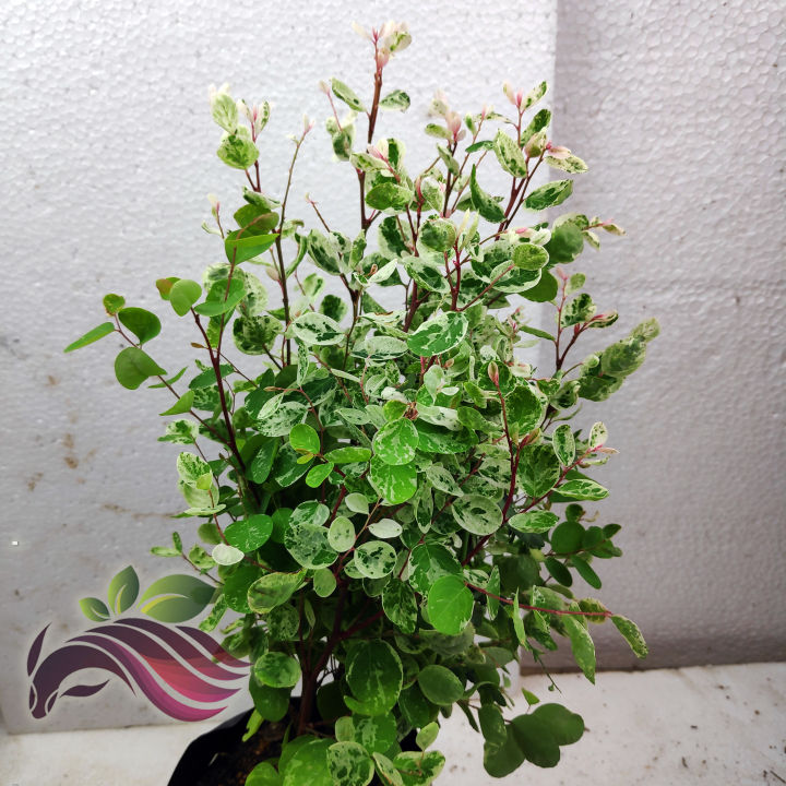 [Landscape] Manila Tamarind Dwarf Variegated 变色龙斑叶牛蹄豆 by LS Group | Lazada