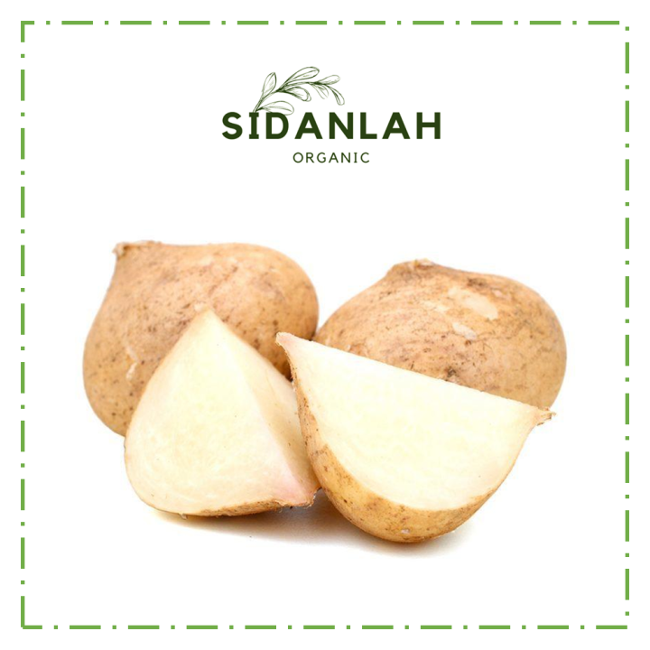 Organic Jicama(Sengkuang) 沙葛 (±500g) - Fresh Organic Vegetables Direct ...