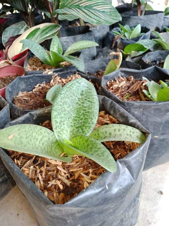 Forever rich rooted plant | Lazada PH