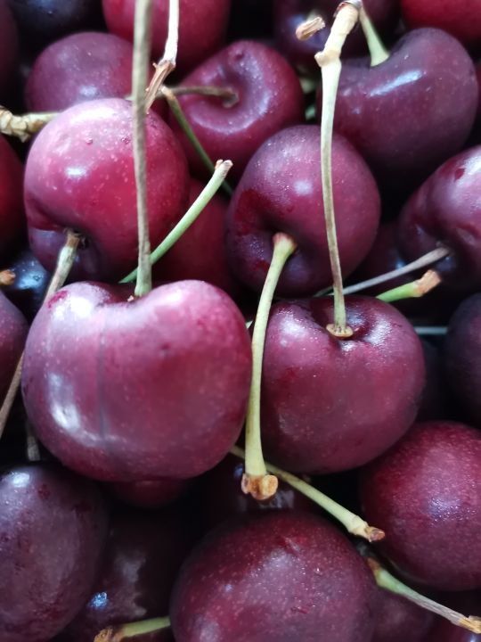 Fresh Fruit - [KLANG VALLEY] USA Ceri Segar / Fresh Cherry 500g | Lazada