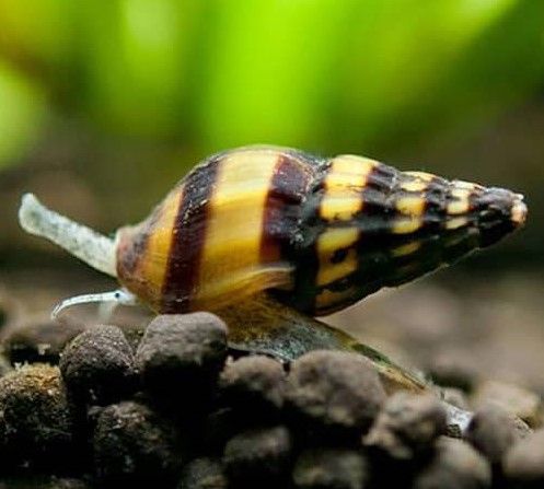 Assassin Snail Clea Helena 3 piece by LS group | Lazada