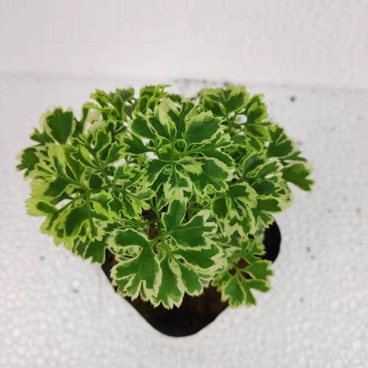 [Indoor plant] Polyscias Type Dwarf variegata 银边福禄桐 | Lazada