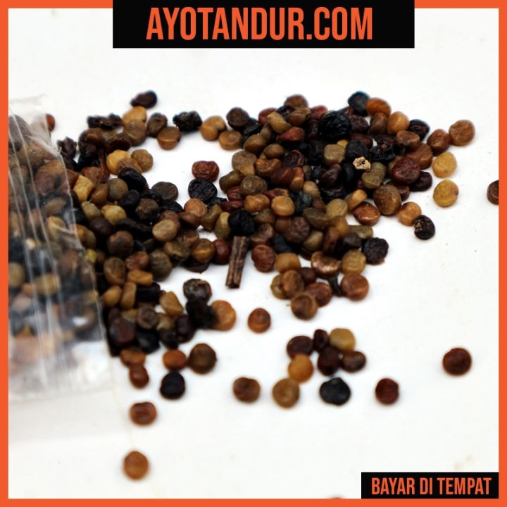BENIH BIJI INDIGOFERA SUPER SIAP TANAM | Lazada Indonesia