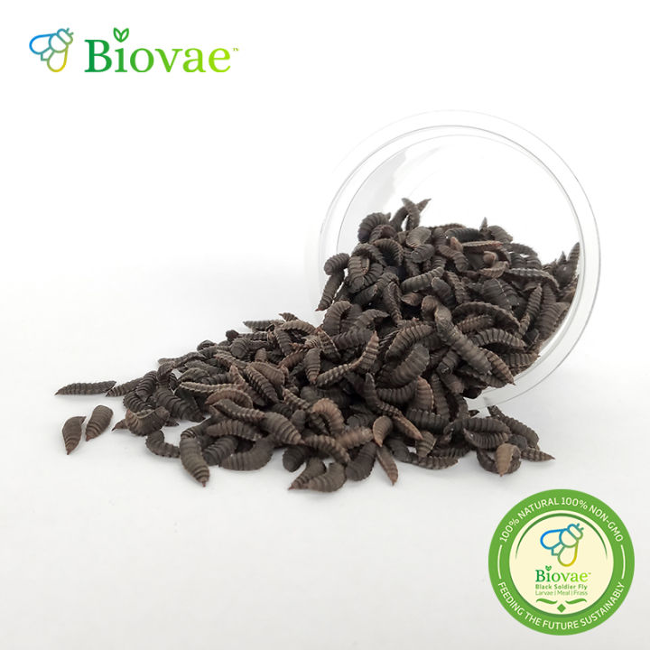 Black Soldier Fly (BSF) Pupae 1kg | Poultry Farming | BSF Farming ...