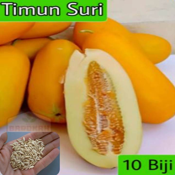 Biji Timun Suri 10 Butir | Lazada Indonesia