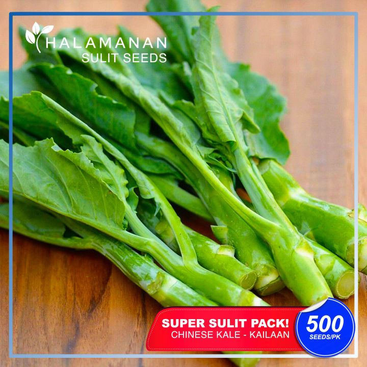 buy 1 take 1， 50 seeds (not plants) CHINESE KALE - KAILAAN SUPER SULIT VEGETABLE SEED PACK ...