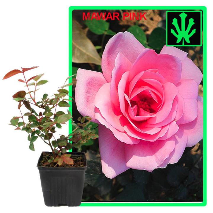 Tanaman Mawar Pink ( Bunga Tunggal ) | Lazada Indonesia