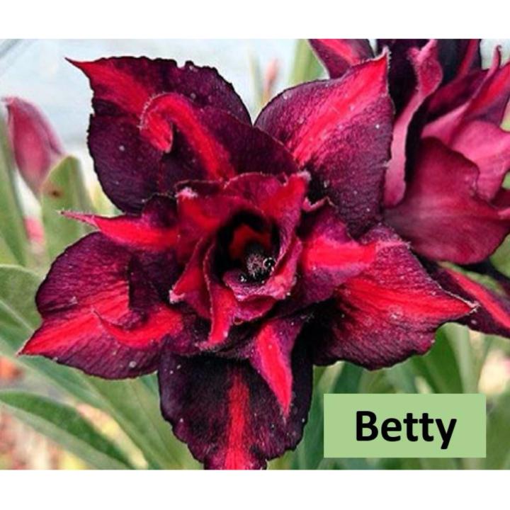 10 Adenium Fu Gui Flower Desert Rose Seeds Benih Bunga Kemboja - Betty ...