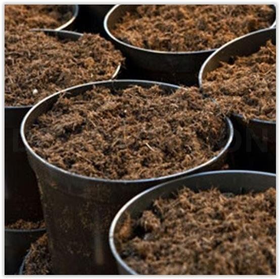 Cocopeat Coco peat moss, coconut coir,coconut fiber, 10 Liter (+/- 5 kg ...
