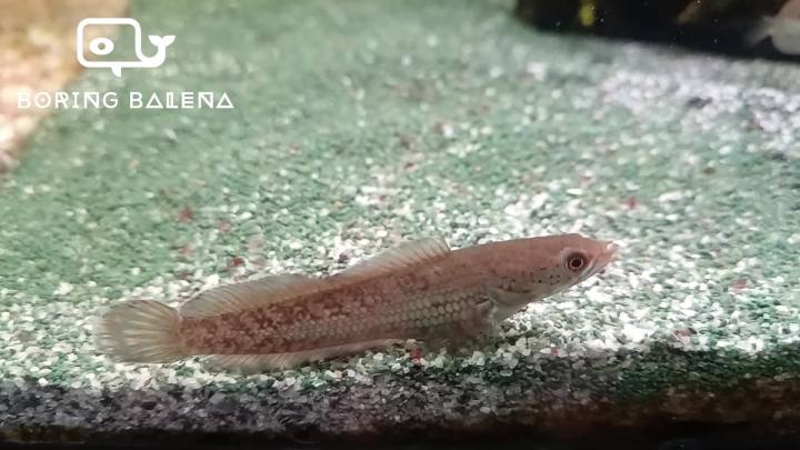 BRBN Andrew Rao's Snakehead - Channa Andrao - Channa - Snakehead - Ikan ...