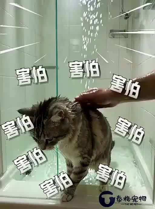 XUESHANZHIXING | Hộp Sấy Lông Thú Cưng Cho Mèo Và Chó Nhỏ | Lazada.vn